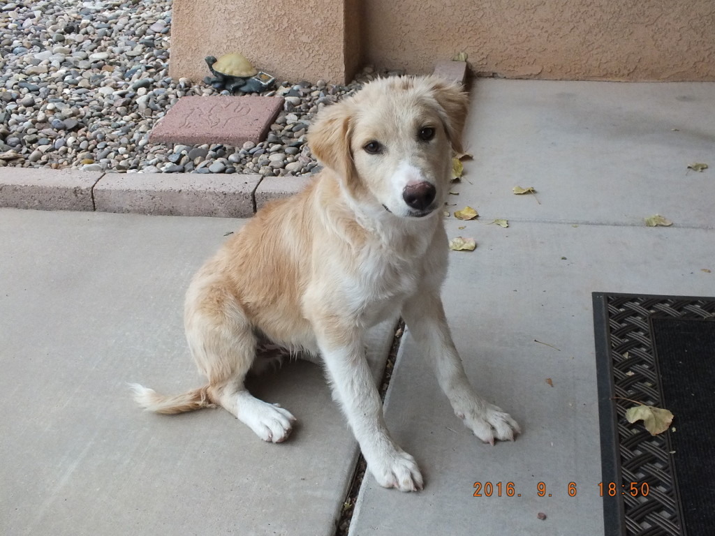 Golden Retreiver Rescue of New Mexico